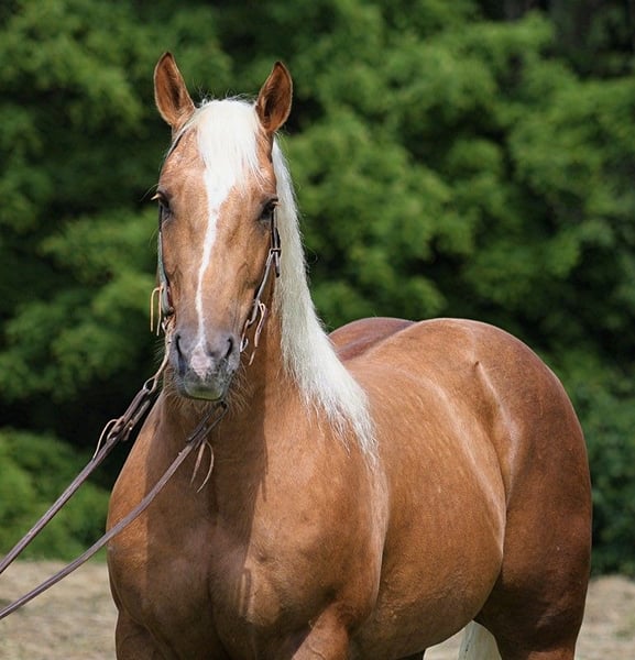 Aspen-Draft Horse – Gallopymart: Your Horse Mall